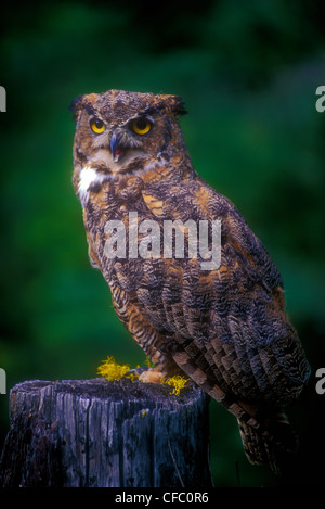 Great horned owls are spotted in Shark Valley, Everglades National Park ...