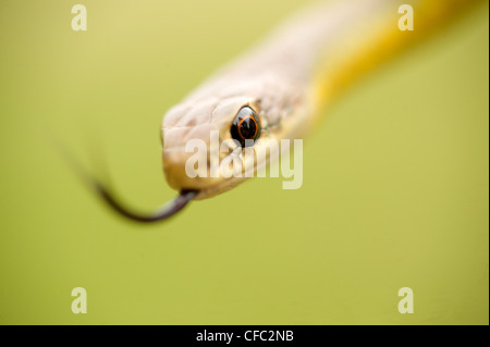 Yellow-bellied racer, Coluber constrictor flaviventris snake in grass ...