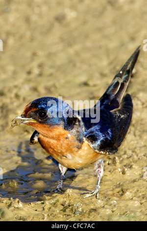 Barn swallow (Hirundo rustica) adult perched on a branch Stock Photo ...