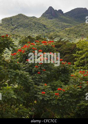 Los Picachos in El Yunque Rainforest National Park, on the tropical ...