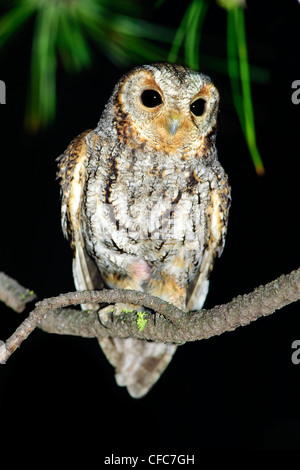 Female flammulated owl (Otus flammeolus), southern Okanagan Valley ...