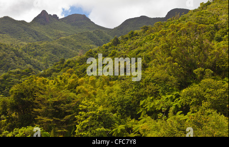 Los Picachos in El Yunque Rainforest National Park, on the tropical ...