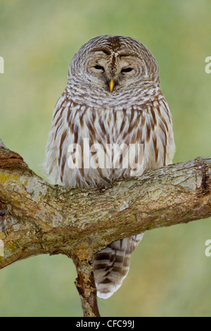 A Barred Owl (Strix varia) is perched on a weathered, snow-covered tree ...
