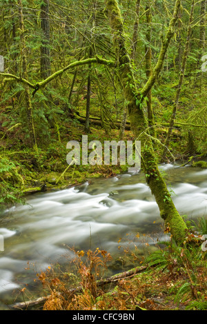 A scenic photo of a temperate rainforest landscape on Vancouver Island ...