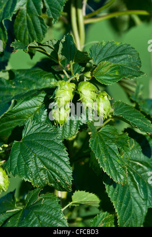 Hops (Humulus lupulus) are climbing plants known for their role in ...