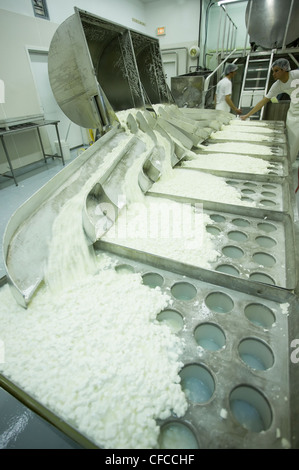 Brie curds Natural Pastures Cheese plant Stock Photo - Alamy