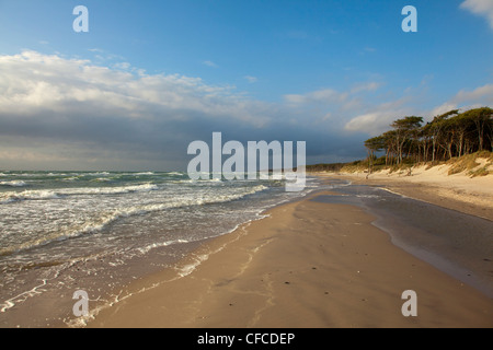 Thunderclouds above Darss west beach, Fischland-Darss-Zingst, Baltic ...