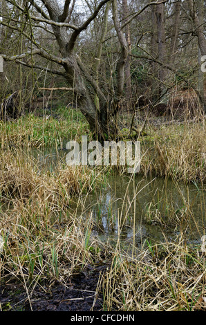 Alder carr wet woodland, suffolk Stock Photo - Alamy