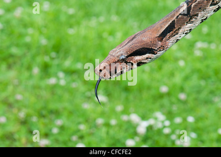 BOA CONSTRICTOR imperator (BCI) B. constrictor Stock Photo - Alamy