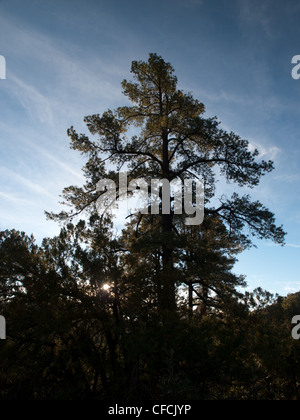 Dry, open forest with gnarled trees and an undergrowth of grass in ...