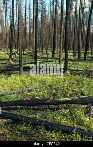 Aftermath of a forest fire, Jasper National Park Alberta Canada Stock ...