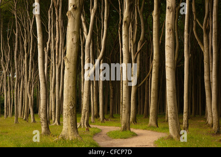 Gespensterwald (ghost forest) near Nienhagen, Baltic Sea, Mecklenburg ...