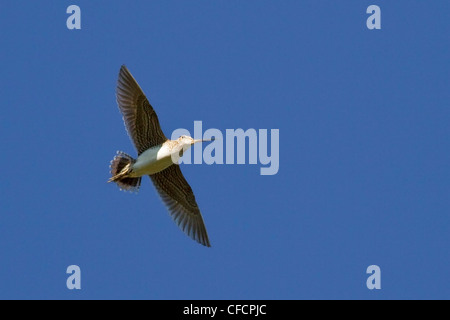 Wilson's snipe (Gallinago delicata) flying low across a marsh Stock ...