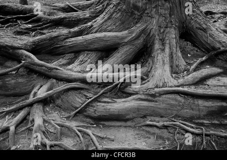 Complex structure of roots of a coniferous tree Stock Photo - Alamy