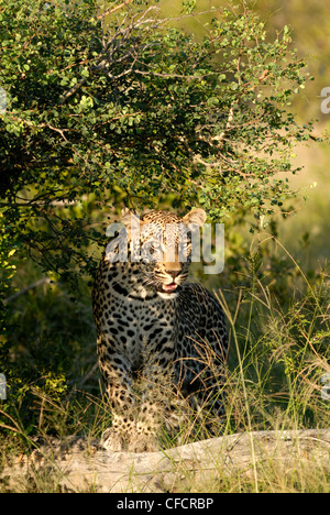 Young male leopard (Panthera pardus) crouching and turning away from ...