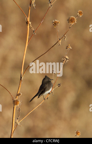 A small black phoebe bird perched on a tree branch against blurry ...