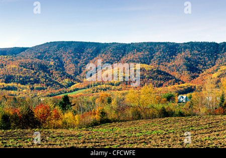 Fall foliage, Maria, Quebec, Canada Stock Photo - Alamy