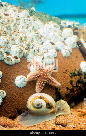 Northern Moon snail underwater in the St. Lawrence River in Canada ...