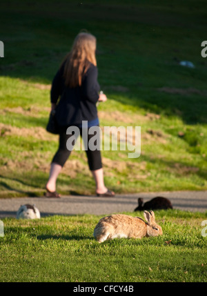 Rabbits on University of Victoria campus, Victoria, British Columbia ...