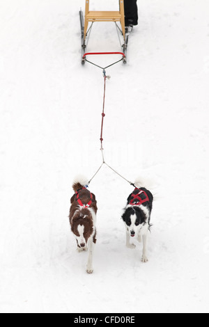 the dogs in harness pulling a sleigh competitions in winter Stock Photo ...