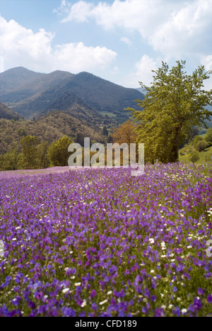 spring flowers - spain Stock Photo - Alamy