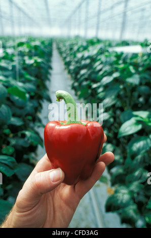Hot House agriculture - Red Peppers, Lower Mainland, British Columbia ...