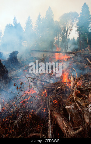 Logging slash fire, burning rubble, British Columbia, Canada Stock ...