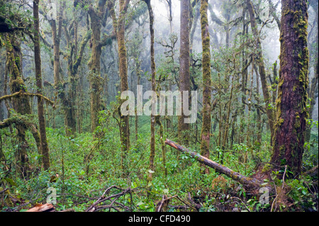 tree in the rainforest of Honduras , Honduras, La Mosquitia, Las Stock ...