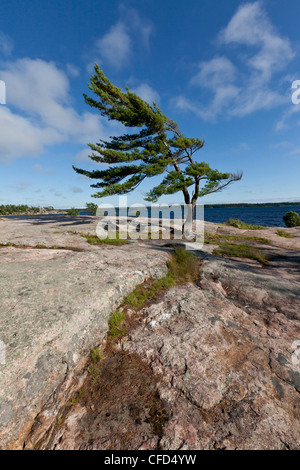 Windswept pine tree and rugged rock of Canadian Shield in Georgian Bay ...