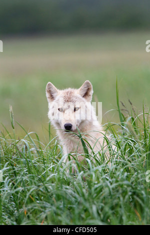 Wolf (Canis lupus), Hallo Bay, Katmai National Park, Alaska, United ...