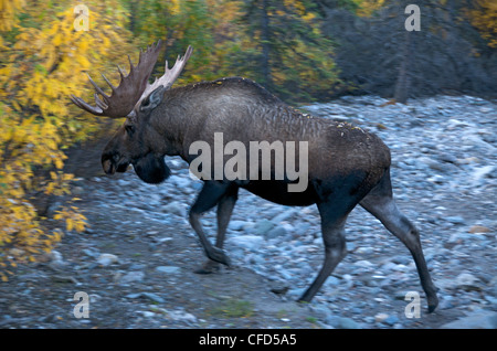 Male and female moose during rutting season, Algonquin Provincial Park ...