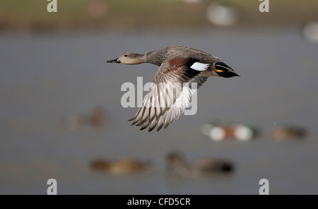 Gadwall in flight with wings down Stock Photo - Alamy