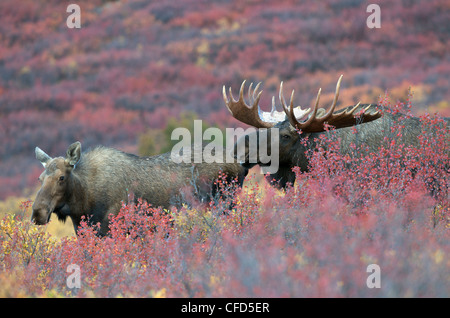 Two female moose during the rut mating season in autumn at Seedskadee ...