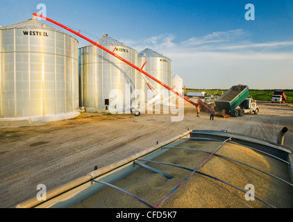 TRUCK AT GRAIN BINS Stock Photo - Alamy