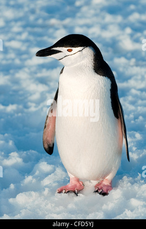 PENGUIN, Pygoscelis antarctica, Chinstrap Penguin, Antarctica peninsula ...