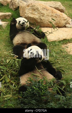 Giant Panda, Pandas, Macau Panda's Pavillion, Macau Stock Photo - Alamy