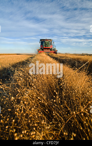 Flax industry: flax harvest Stock Photo - Alamy