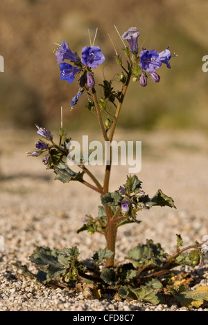 California bluebell, desert bluebell, or desertbells, Phacelia ...