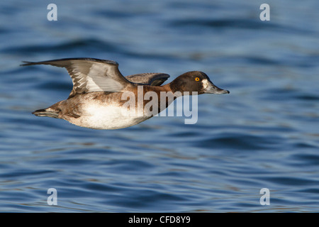 Lesser Scaup (Aythya affinis) flying in Victoria, BC, Canada Stock ...