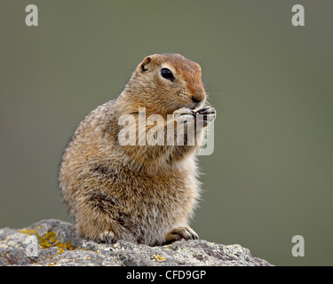 Arctic Ground Squirrel (Citellus parryi) amongst tundra vegetation ...