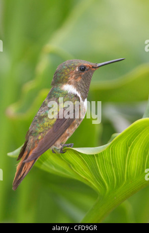 Scintillant Hummingbird - Selasphorus scintilla bird endemic to Costa ...