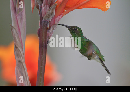 Stripe-tailed Hummingbird (Eupherusa eximia Stock Photo - Alamy