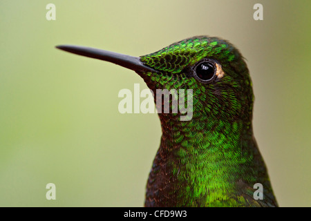 Perched Buff-tailed Coronet (Boissonneaua flavescens) in Colombia Stock ...