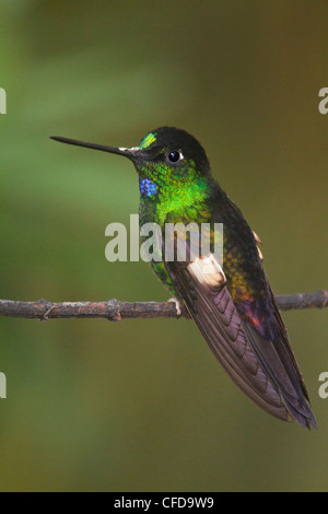Buff Winged Starfrontlet Hummingbird – in flight Coeligena lutetiae ...