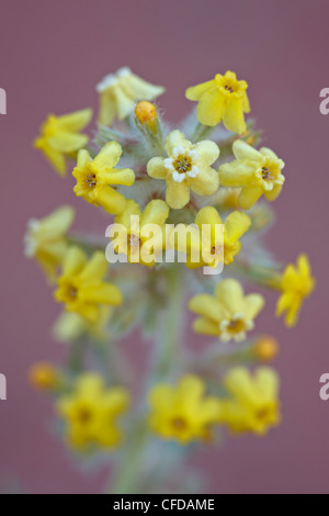 Focus on the foreground. Bright yellow sunflowers on a blue sky ...