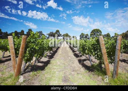 Vineyards of Cullen wine estate, Margaret River, Western Australia ...