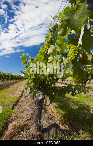 Vineyards of Cullen wine estate, Margaret River, Western Australia ...