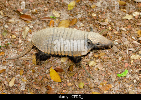 7-banded armadillo (Dasypus septemcinctus), Pantanal, Southwestern ...