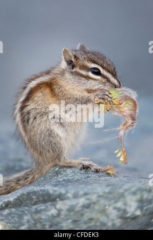 Chipmunk close-up profile side view smelling a wildflower in its ...
