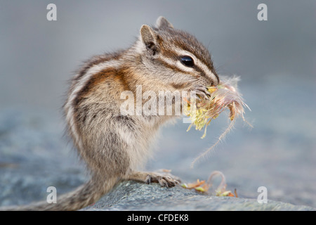Chipmunk close-up profile side view smelling a wildflower in its ...